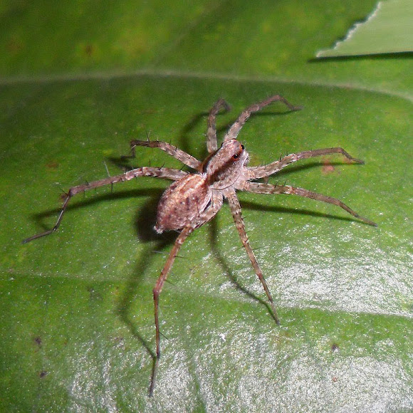 Pond Wolf Spider | Project Noah
