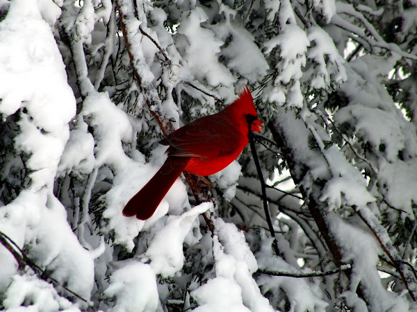 Cardinal | Project Noah