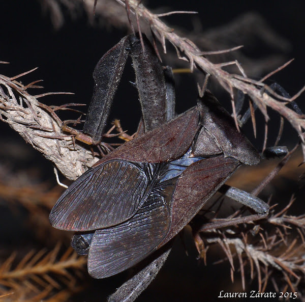 Large Coreid Bug | Project Noah