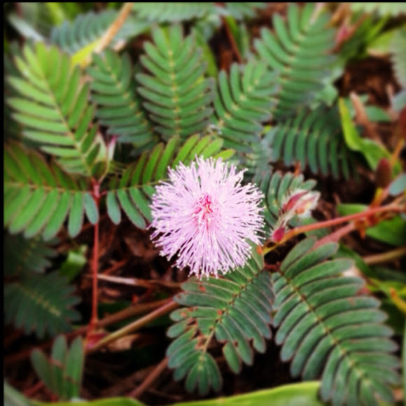 Mimosa | Project Noah