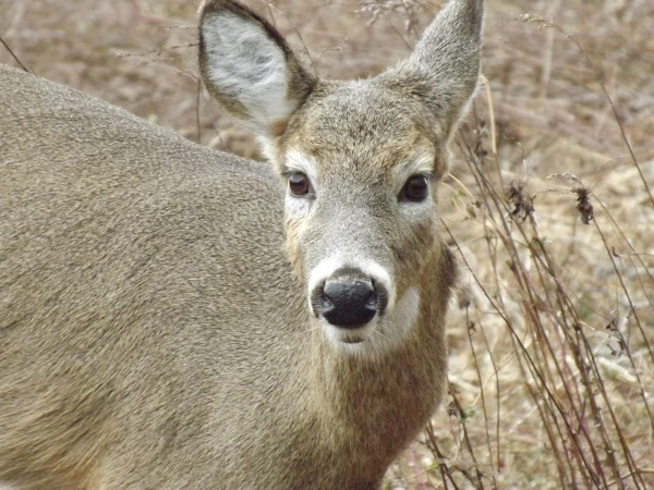 White-tailed Deer | Project Noah