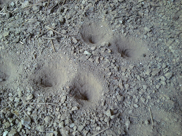 Antlion pits | Project Noah