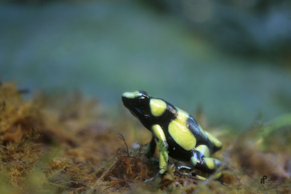 Cocoy frog | Project Noah