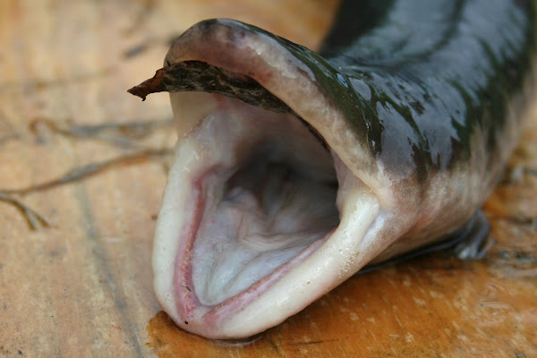 Three-Toed Amphiuma | Project Noah