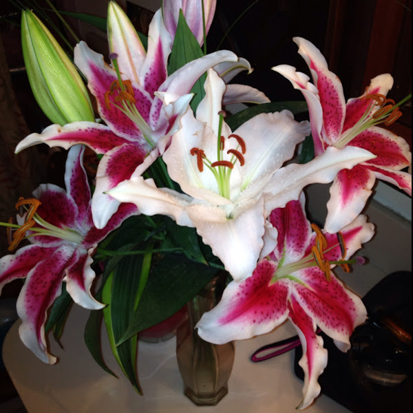 Star gazer lilies | Project Noah