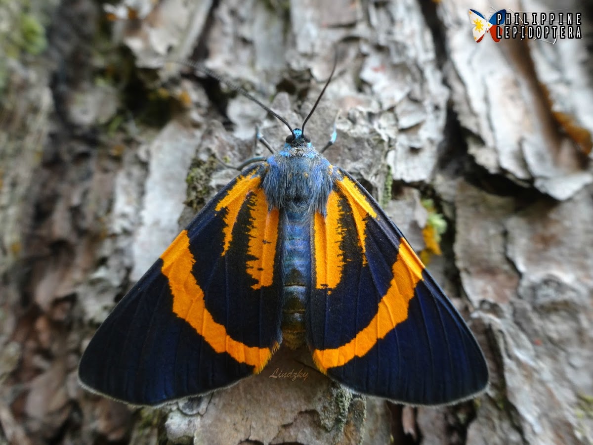 Geometrid Moth | Project Noah