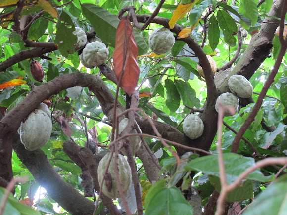 Cocoa tree | Project Noah