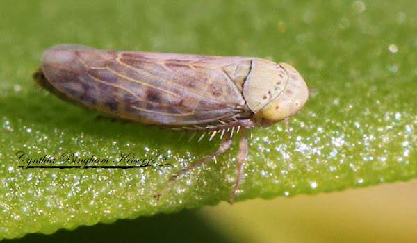 Beet Leafhopper | Project Noah