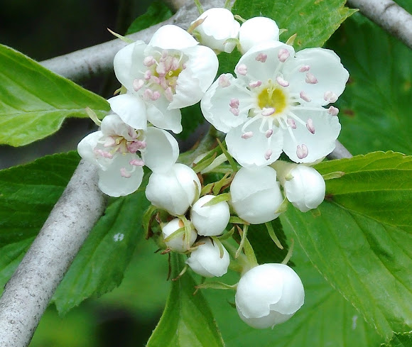 Hawthorns (Tree) | Project Noah