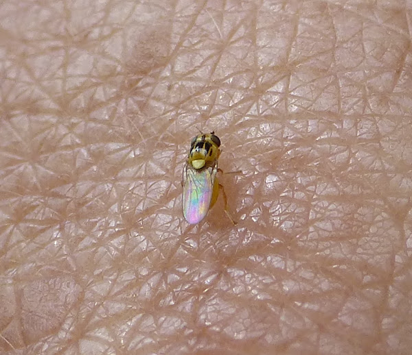 Frit/Grass Fly | Project Noah