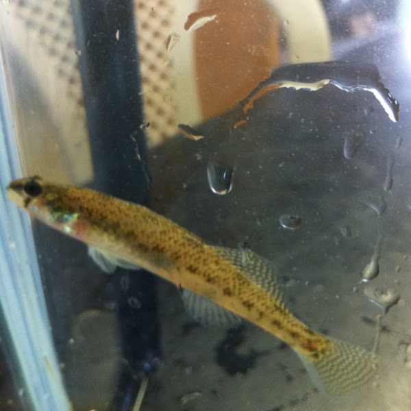 Tessalated darter | Project Noah