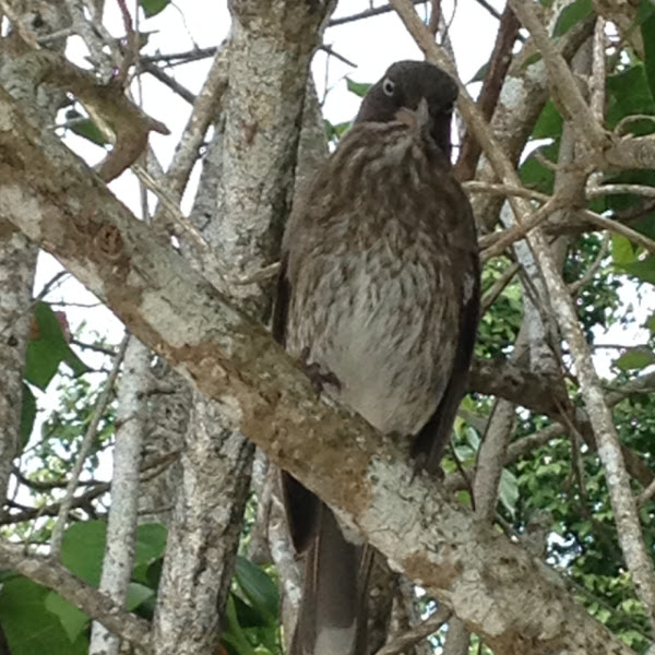 Pearly eyed thrasher | Project#N# Noah