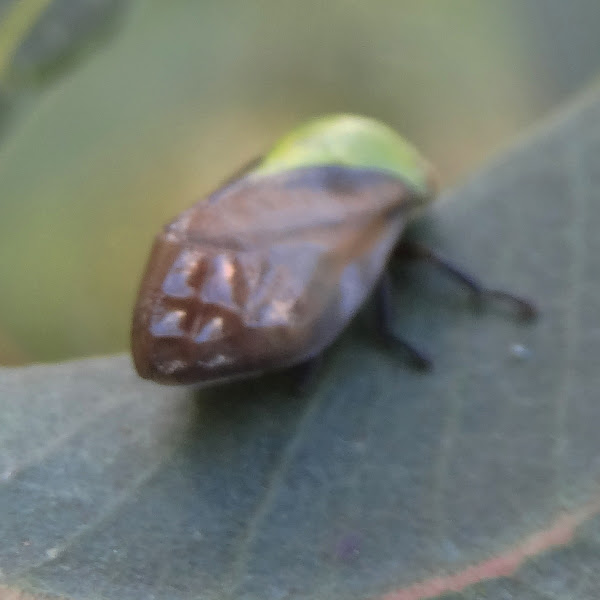 Tube spittle bug | Project Noah