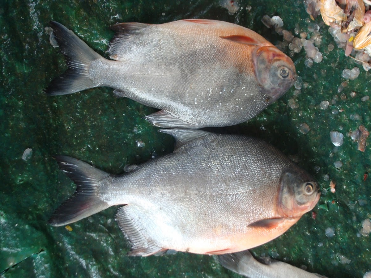 Thai Rupchanda(রূপচাঁদ) | Project Noah