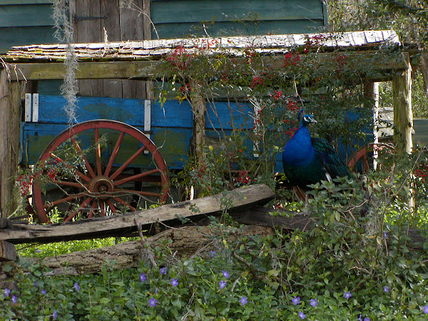 Indian Peafowl | Project Noah