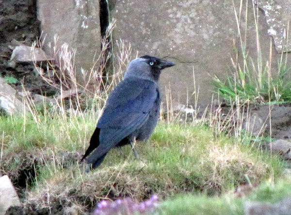 Jackdaw | Project Noah