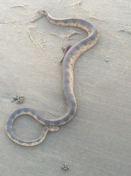 Olive Sea Snake | Project Noah