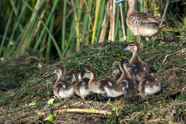 Silver Teal chicks | Project Noah