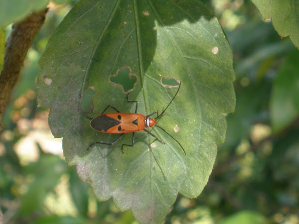 Assassin Bug | Project Noah