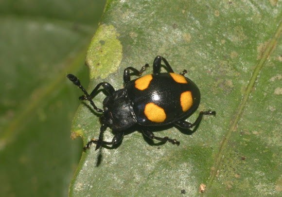 Yellow-spotted Fungus Beetle | Project Noah