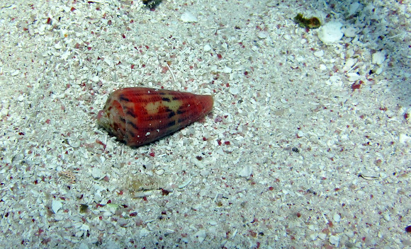 Glory of the Atlantic Cone | Project Noah