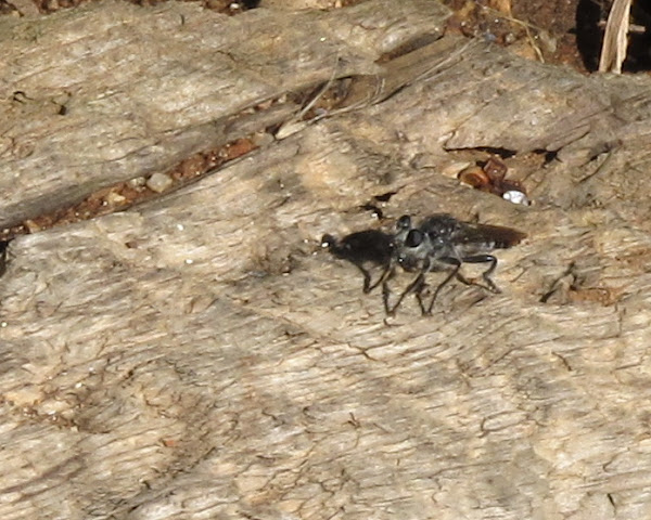 Robber Fly | Project Noah