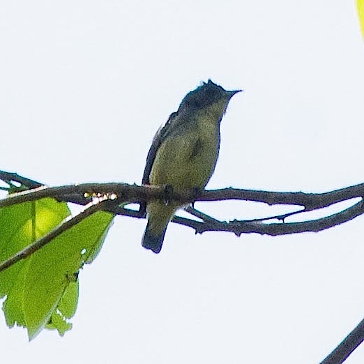 Pygmy Flowerpecker | Project Noah