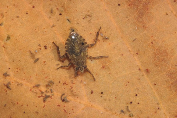 Giant water bug (nymph) | Project Noah