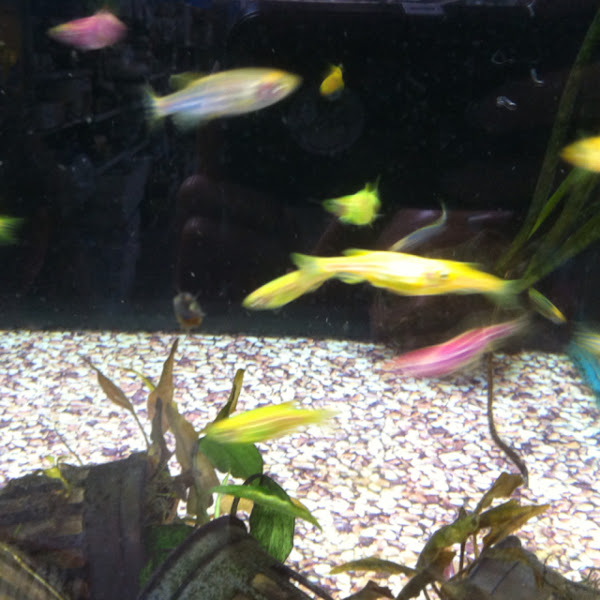 Glofish (genetically modified Zebra Danios) | Project Noah