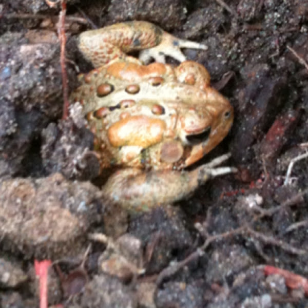 American Toad | Project Noah