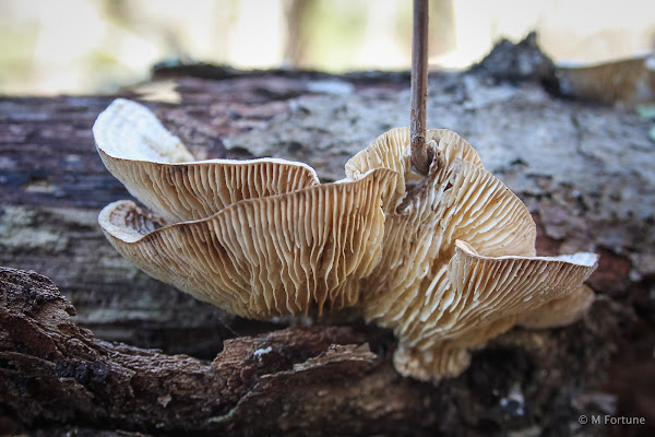 Multicolor Gill Polypore | Project Noah