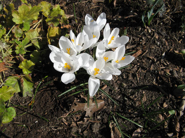 early flowering white crocus | Project Noah