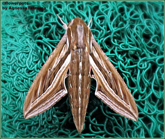 Silver-striped Hawk Moth | Project Noah