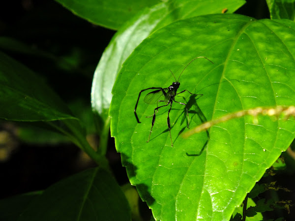 Pelecinid Wasp | Project Noah