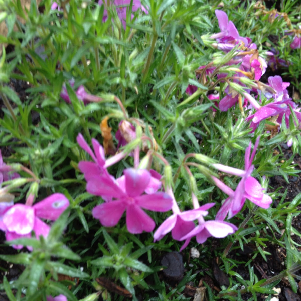 Creeping Phlox Emerald Pink | Project Noah