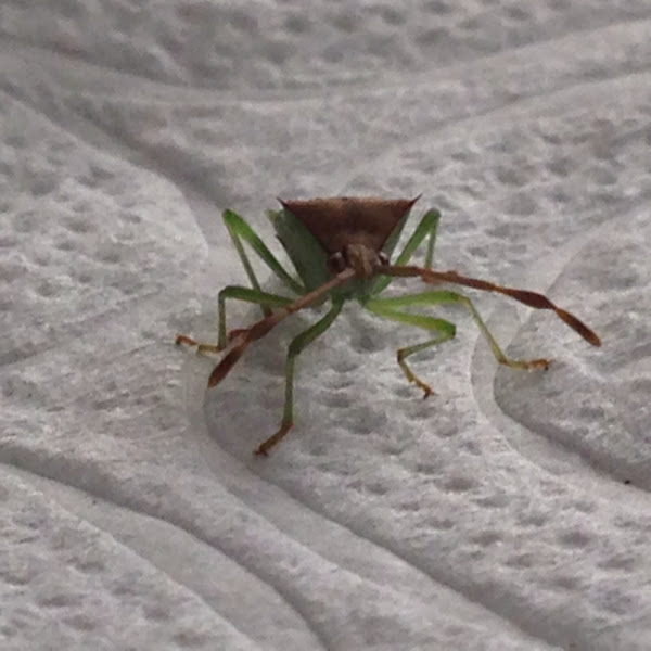 Tip Wilter / leaf foot | Project Noah