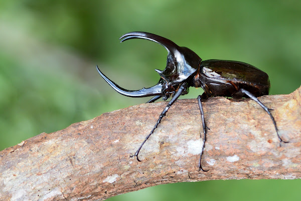 giant rhinoceros beetle | Project Noah