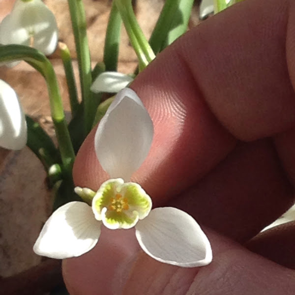 Snowdrop | Project Noah