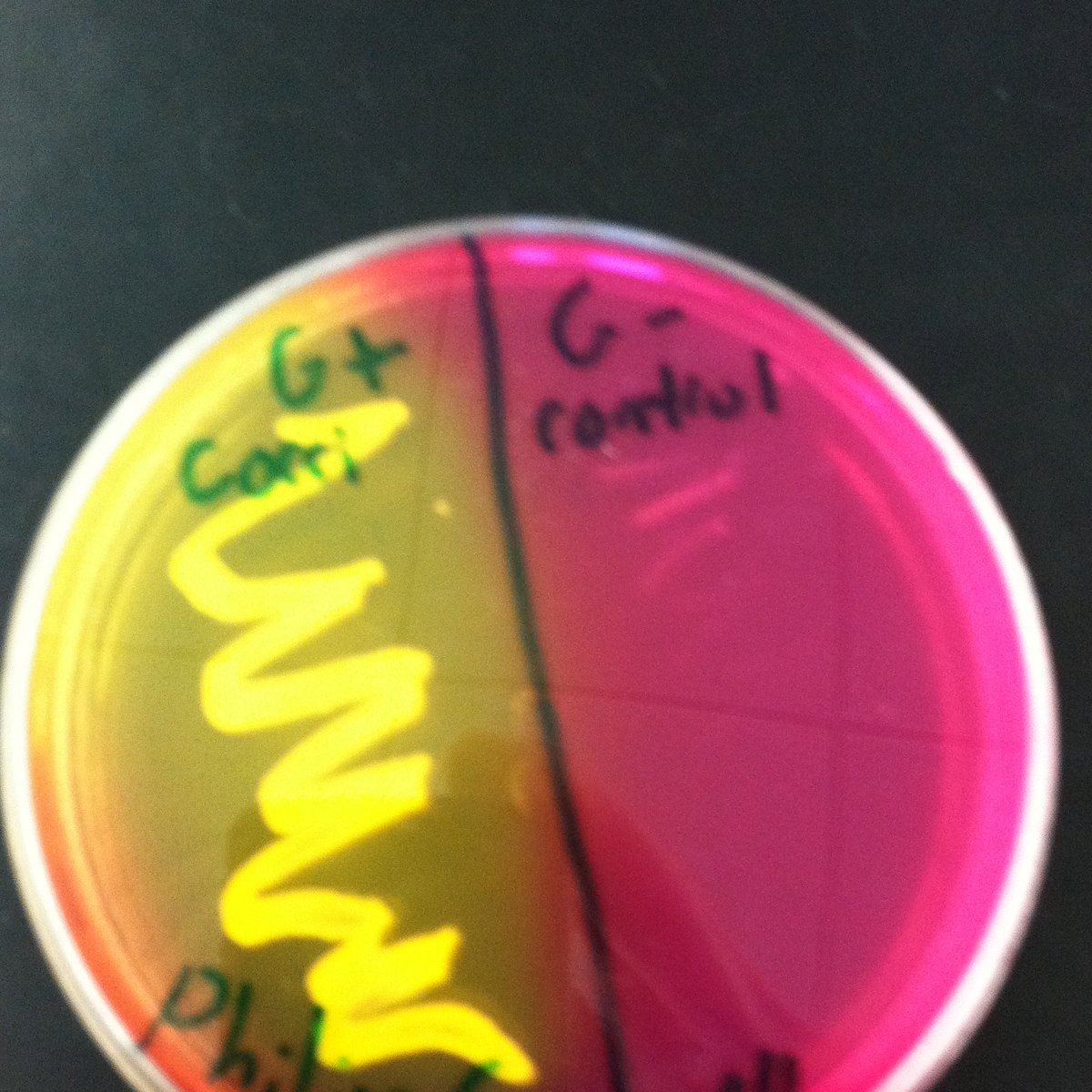 Staph | Project Noah