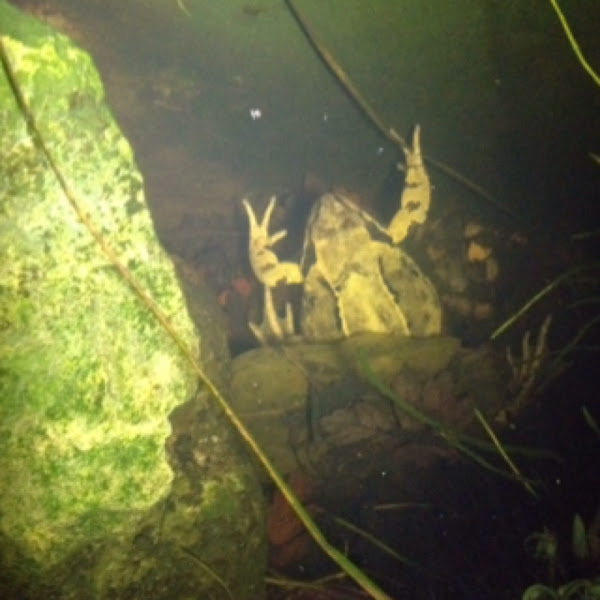 Common frog | Project Noah