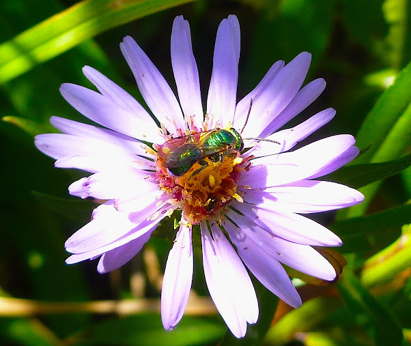 Halictid Bee | Project Noah