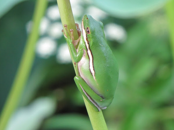 Green treefrog | Project Noah