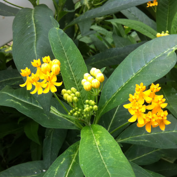 Silky Gold Milkweed | Project Noah