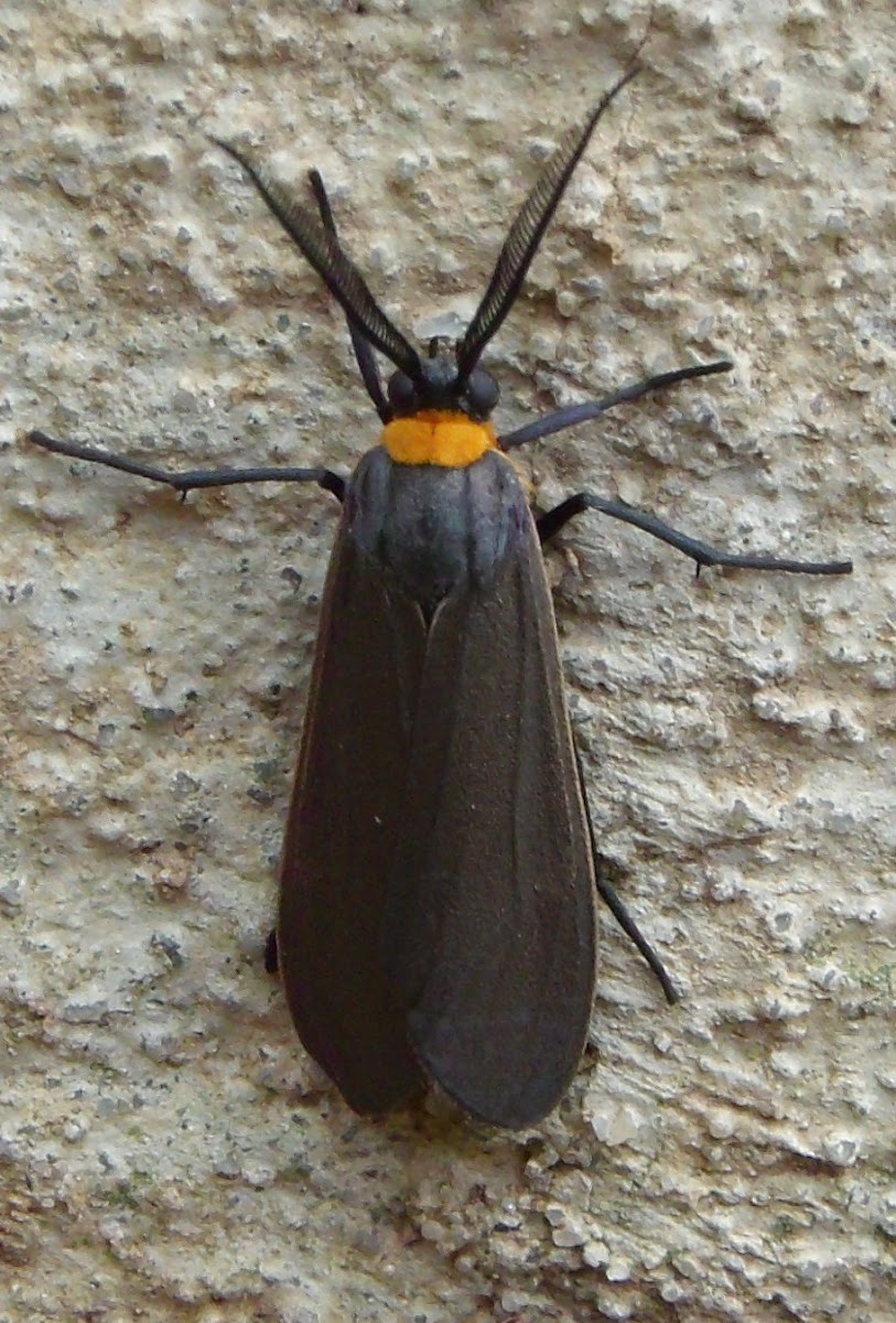 Yellow-collared Scape Moth | Project Noah