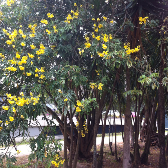 Alcaparro doble | Project Noah