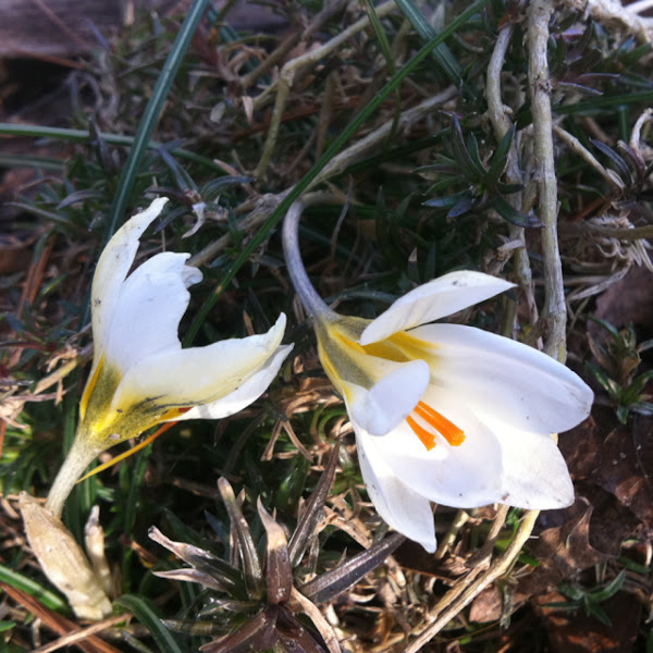 White Crocus | Project Noah