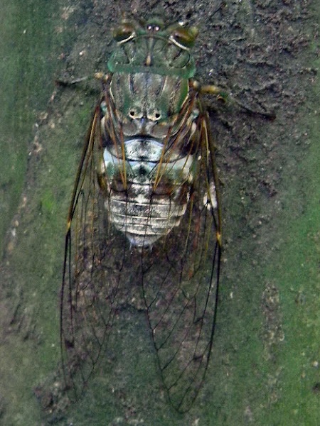 singing cicada | Project Noah