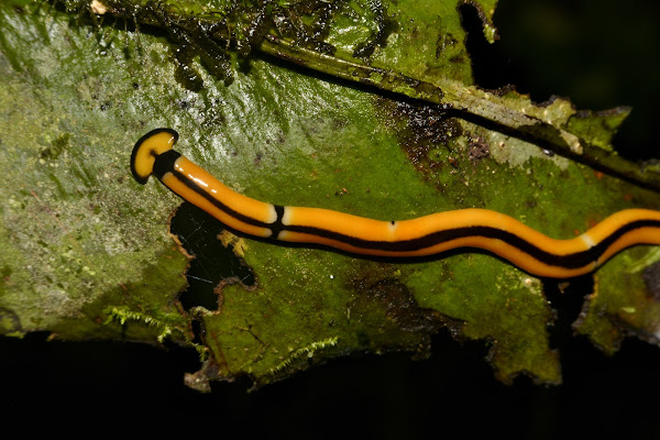 Hammerhead Worm | Project Noah
