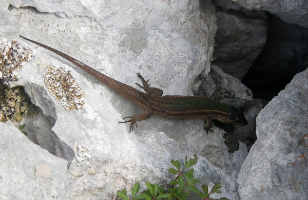 Taurian lizard | Project Noah