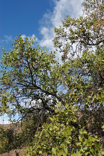 Quillay | Project Noah